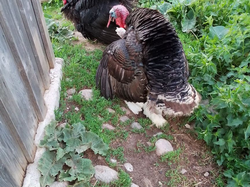 Семья индюков