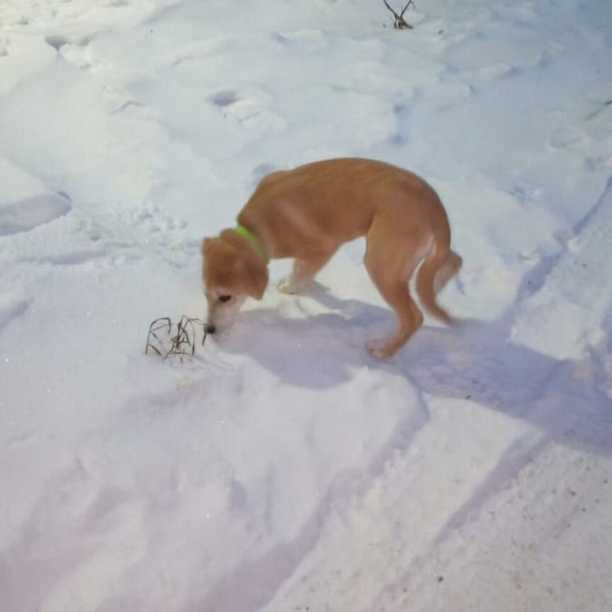 Ищем хозяина,ласковая,хорошая девочка