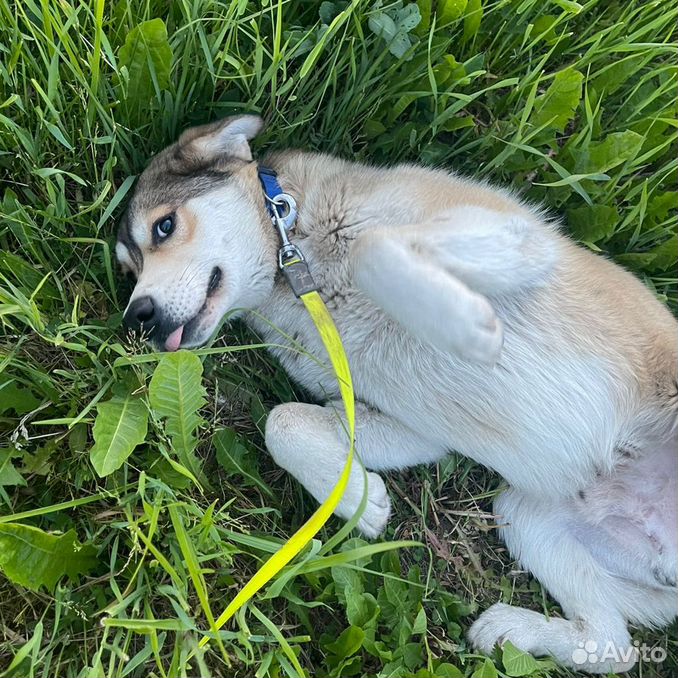 Щенок мальчик, 8 мес, здоров, брутален