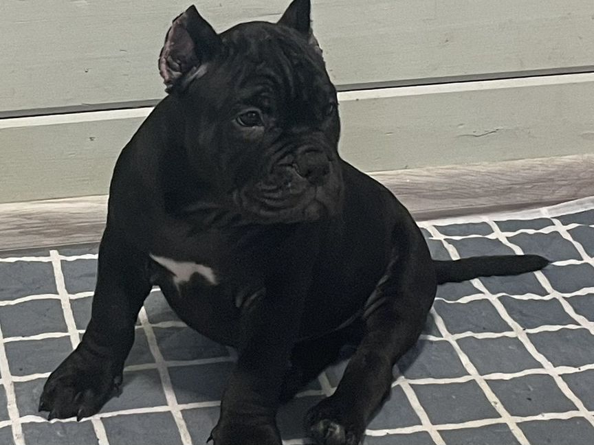 Брутальный парень Американский булли покет