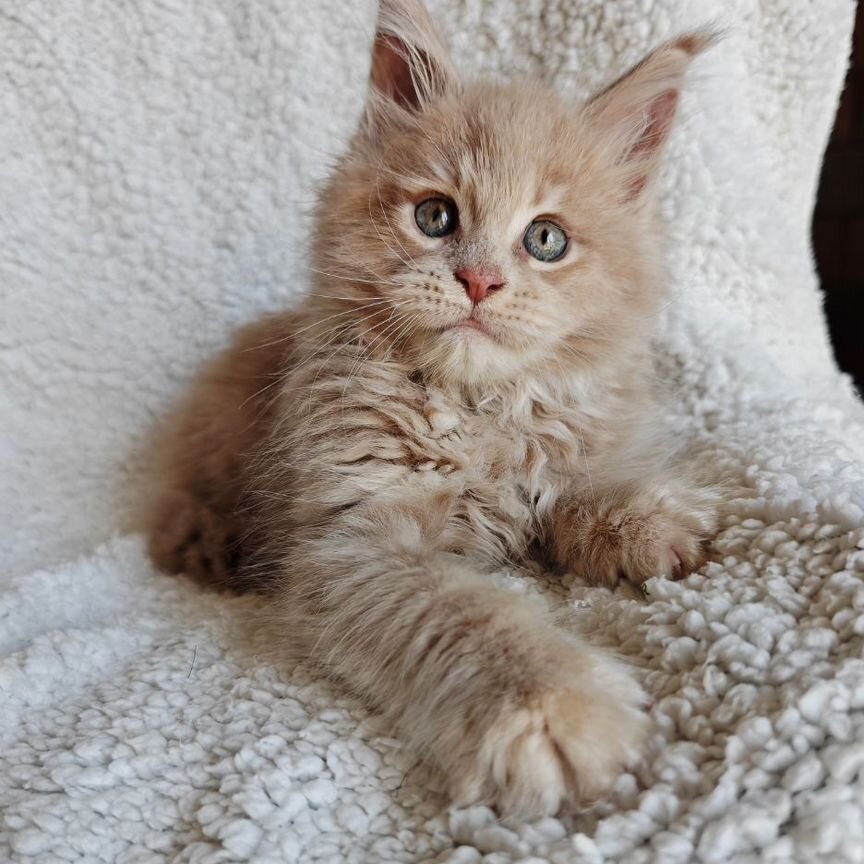 Мейн-кун котёнок
