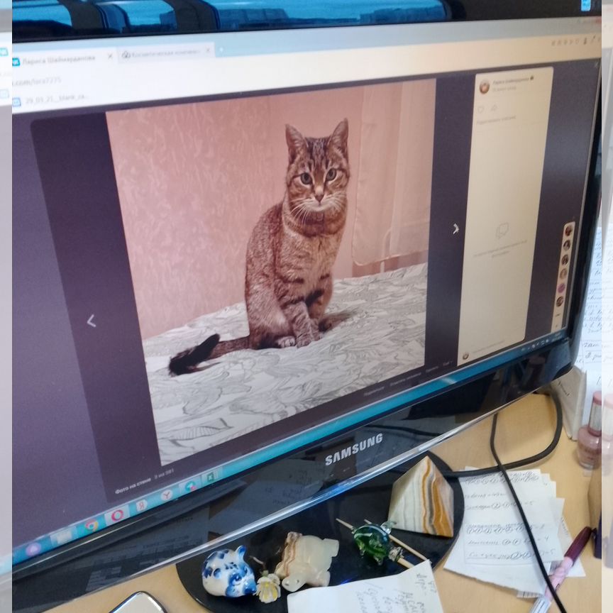 Взрослая кошка в добрые руки