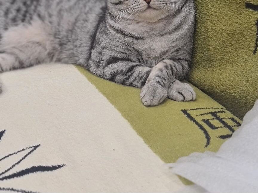 Домашние животные котята