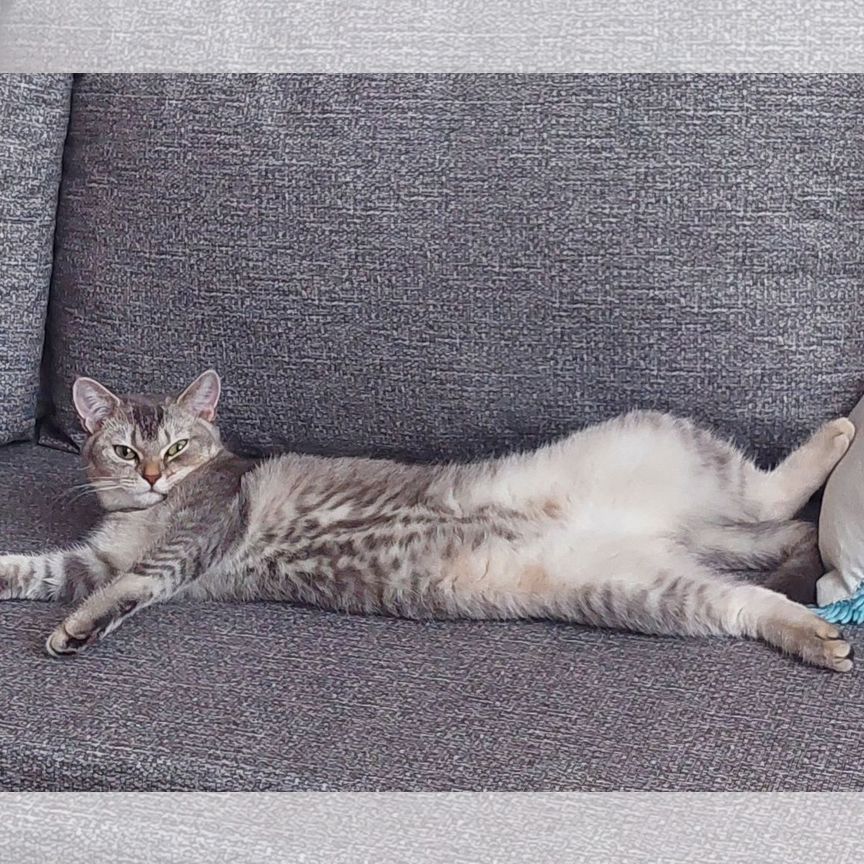 Шотландский прямоухий короткошёрстный котёнок