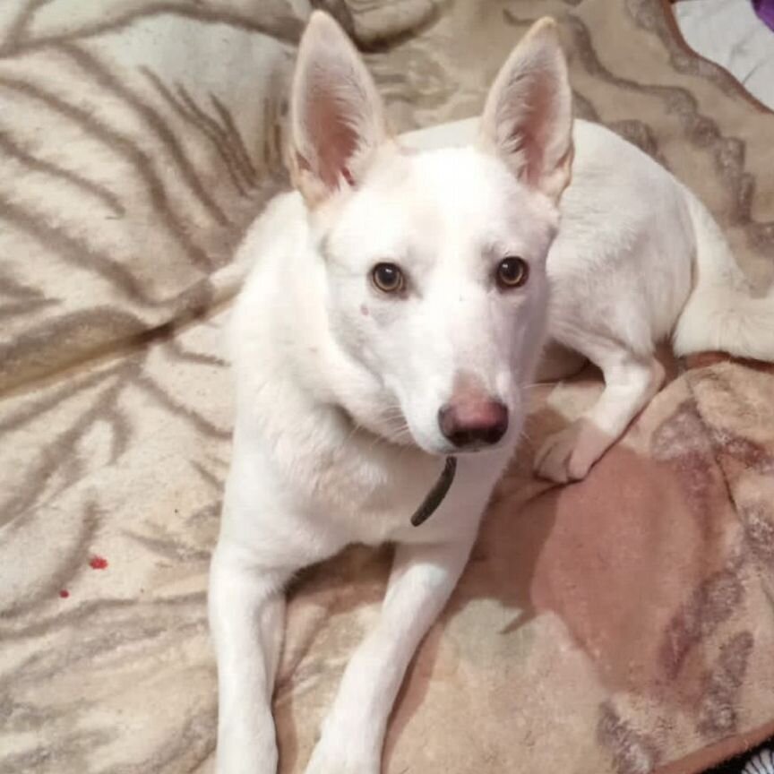 Собака в добрые руки