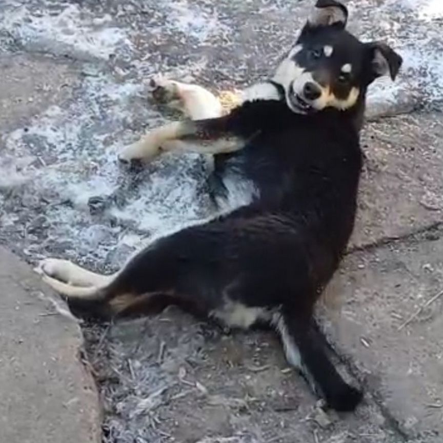 Щеночек друг