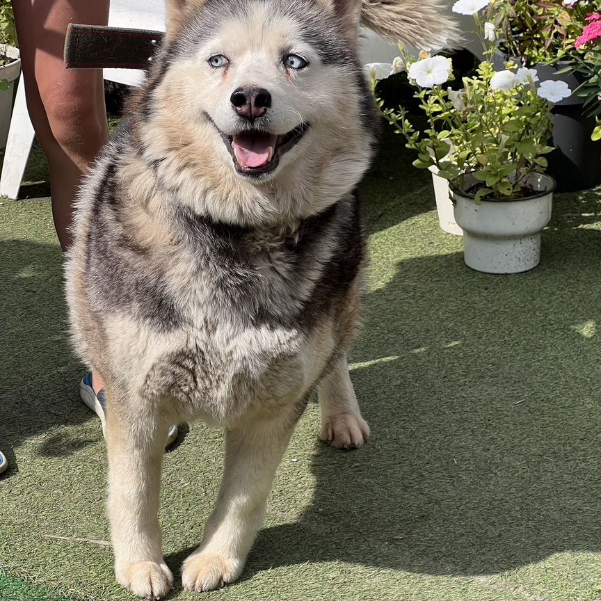 Собака в добрые руки