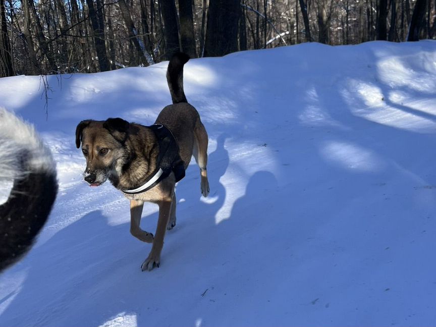 Собака в добрые руки