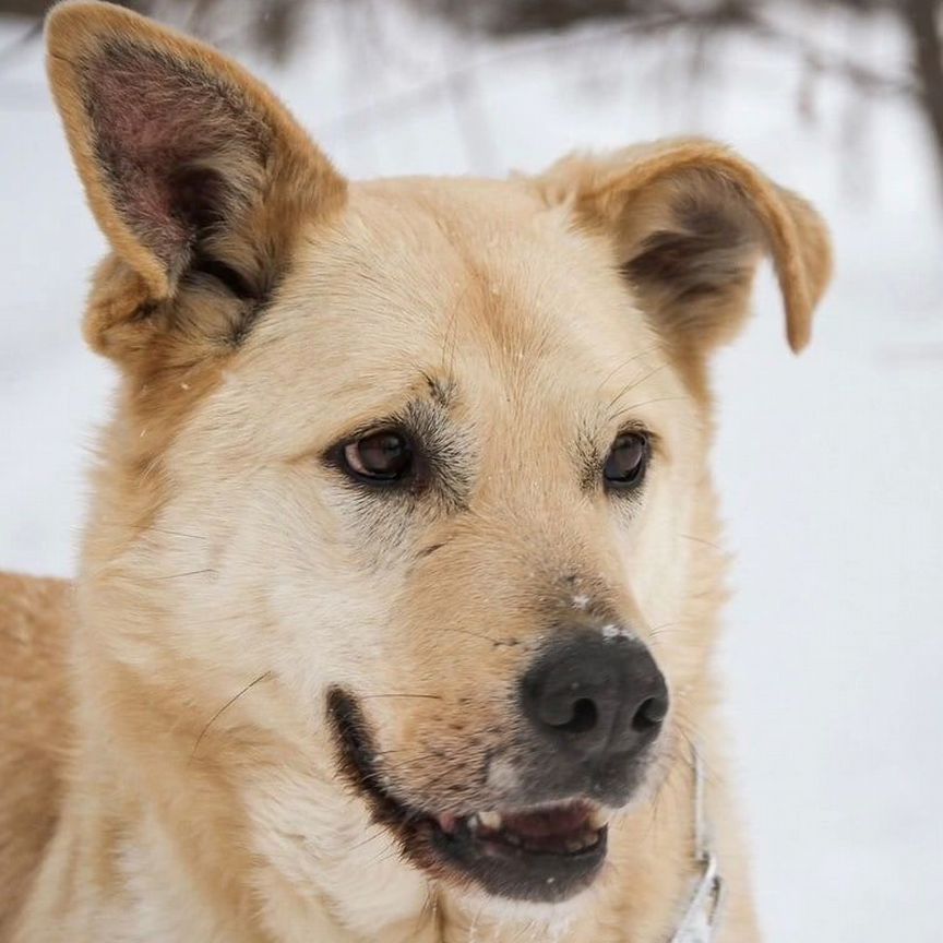 Грей в поисках дома