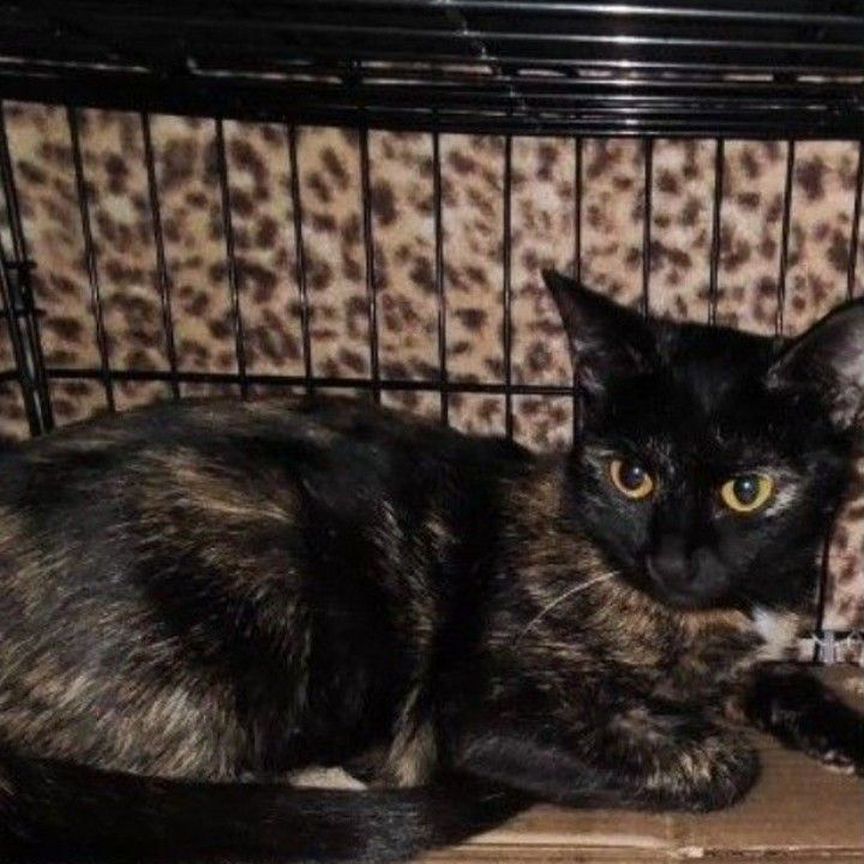 Кошечка в клетке заберите домой