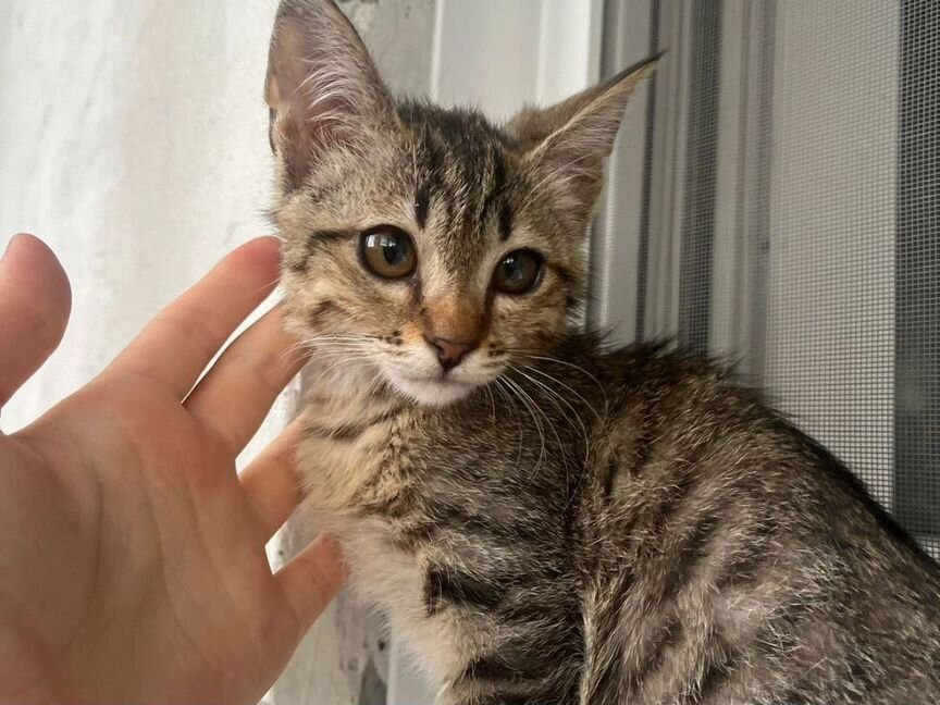 Котенок