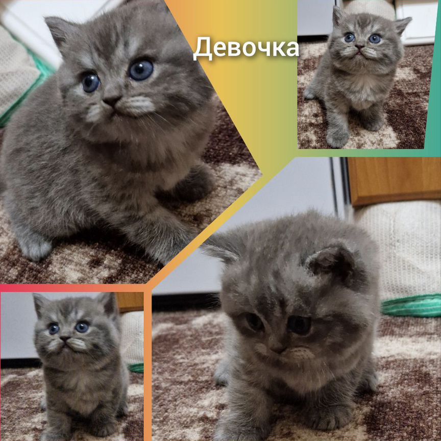 Шотландская серебристая шиншилла