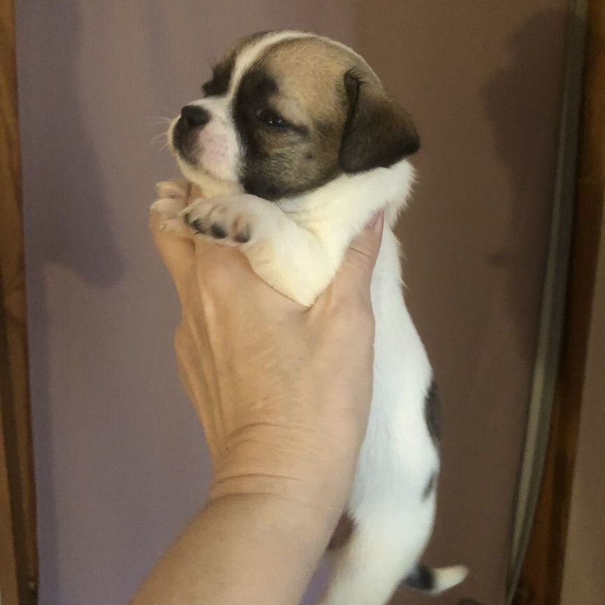 Щенки чихуахуа