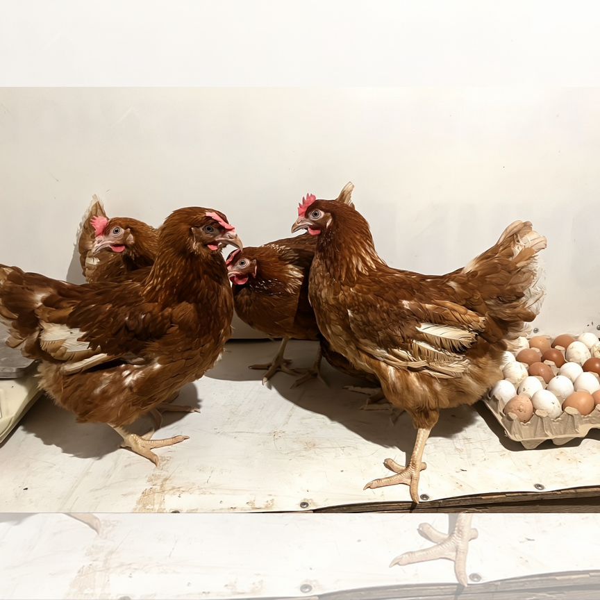 Куры молодки оптом