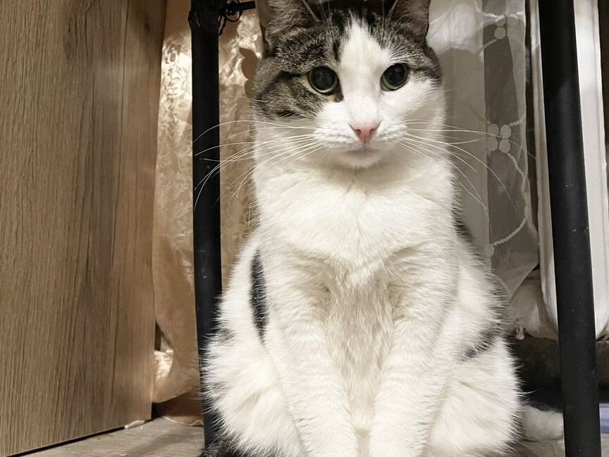 Кошка Лиза белая в добрые руки