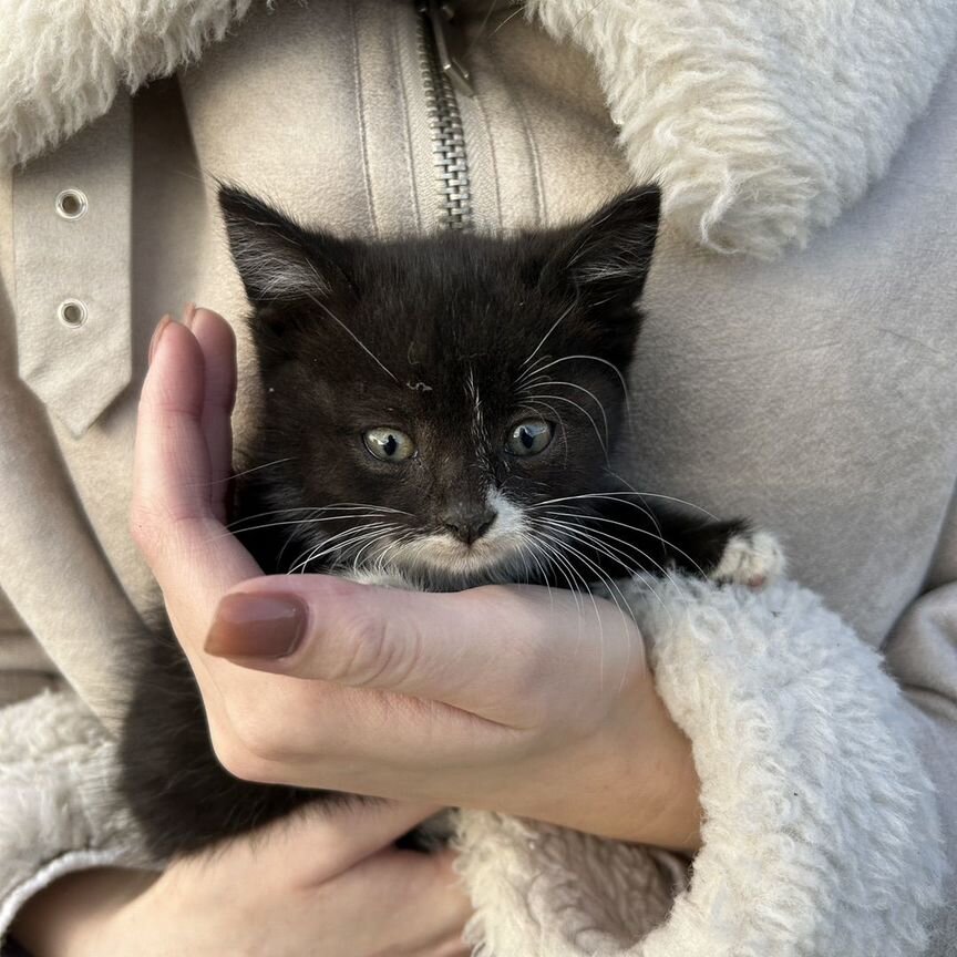 Котенок в добрые руки