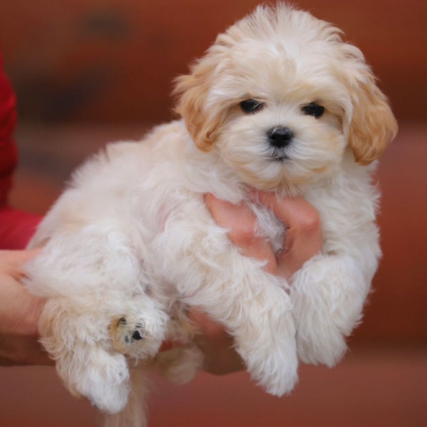 Мальтипу, щенок