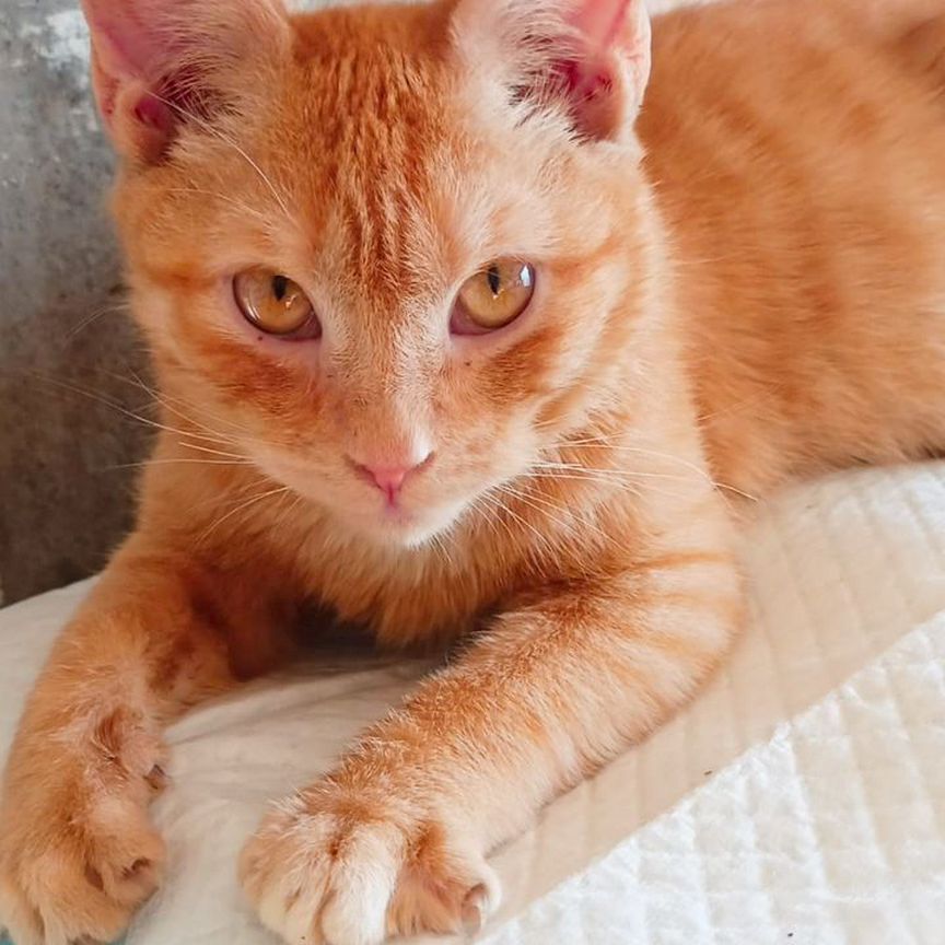 Рыжий котик в поисках дома