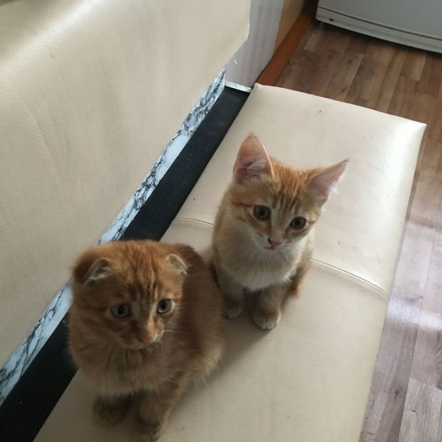 Рыжие котята (мальчики) 2,5 мес.В добрые руки