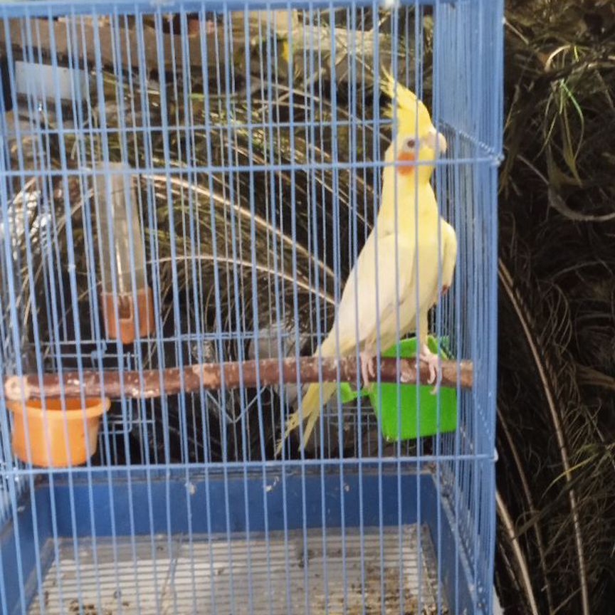 Попугай корелла с клеткой