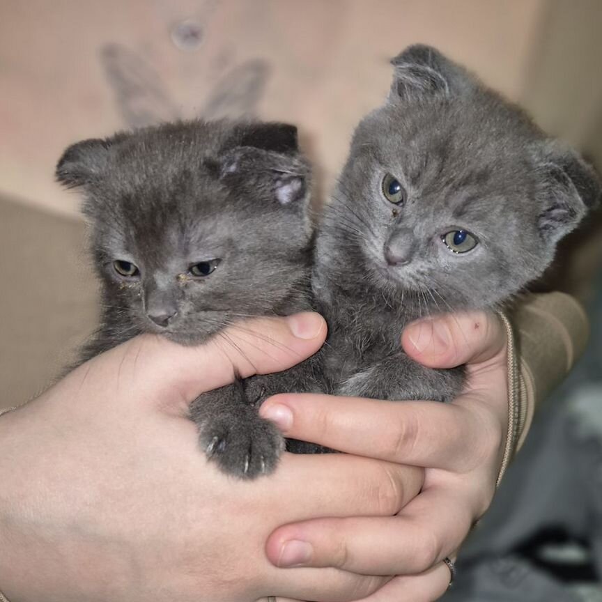 Шотландский вислоухий длинношёрстный котёнок