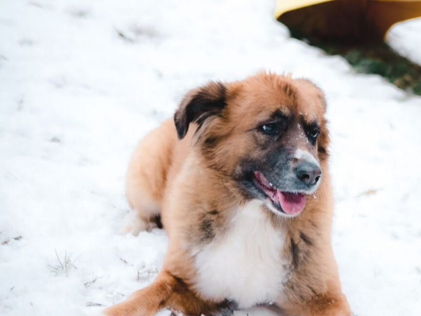 Убежала собака