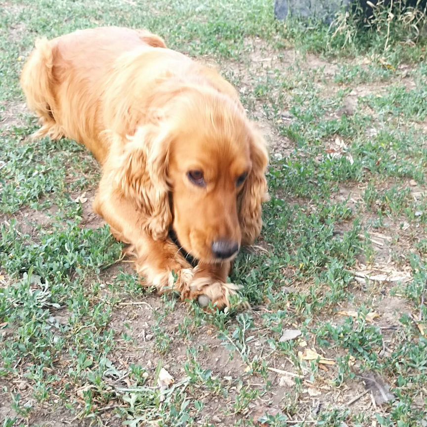 Английский спаниель, вязка