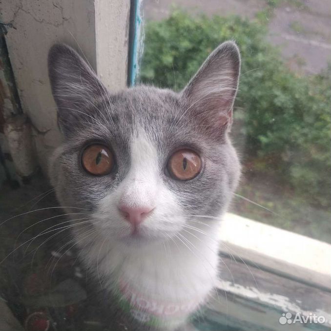 Кошки шотландцы