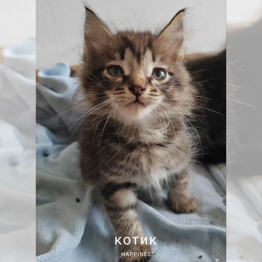 Красивые котятки ищут дома