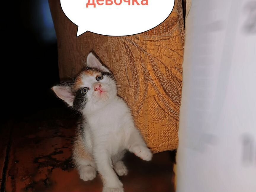 Котята метисы в добрые руки