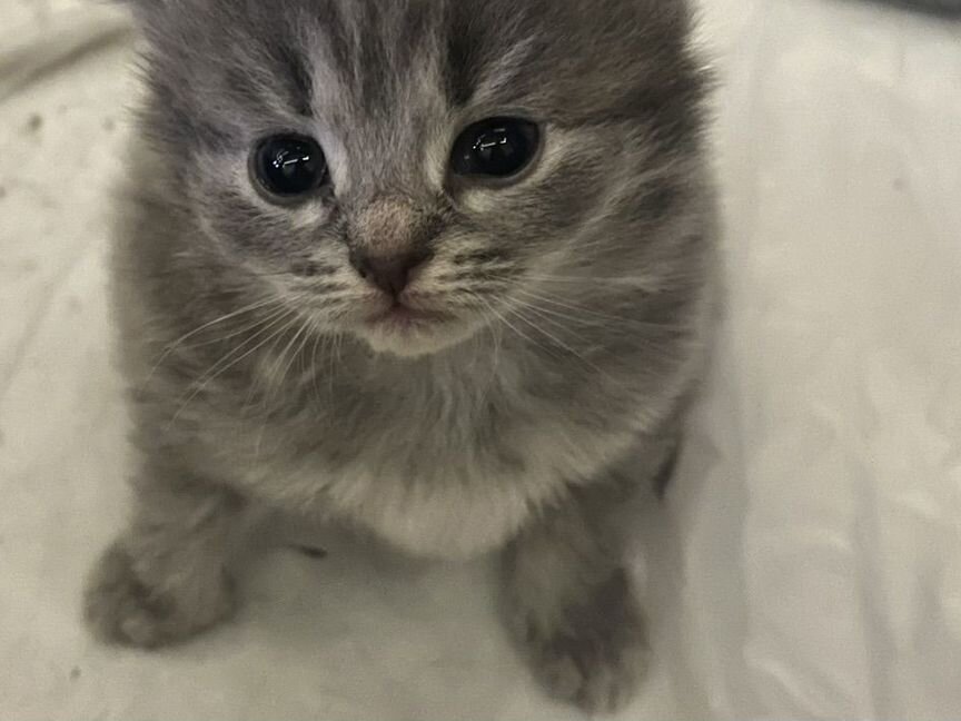 Шотландские котята