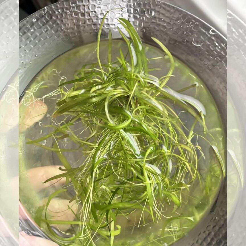 Аквариумное растение