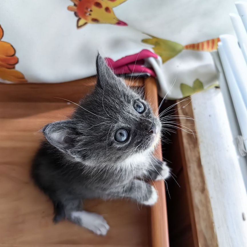Котёнок мальчик серый