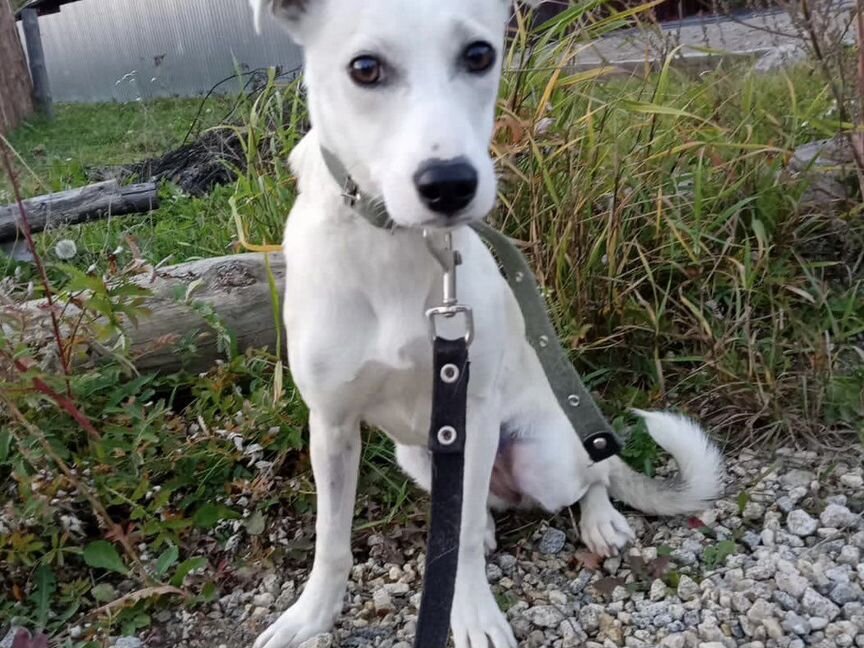 Собака молодая девочка в добрые руки