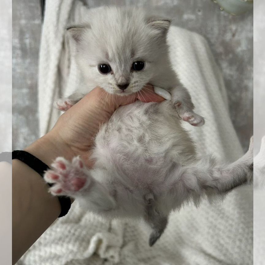 Невский маскарадный котёнок