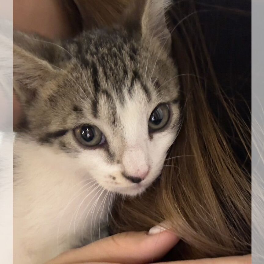 Котенок в добрые руки