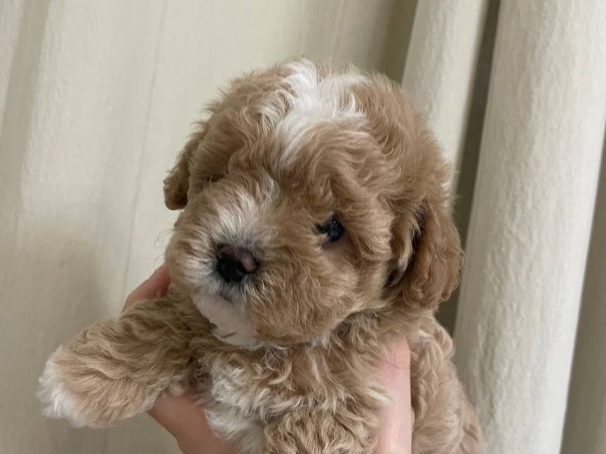 Мальтипу f1 мини девочка