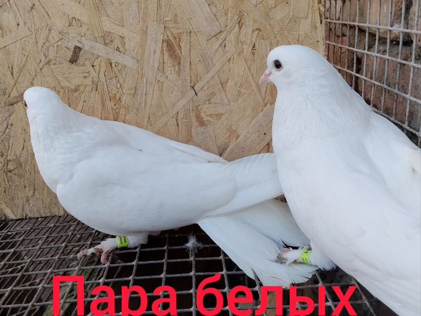 Николаевские голуби