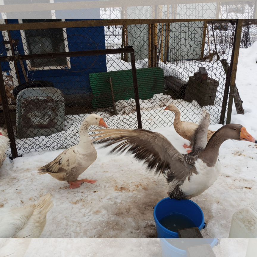 Гусаки для вас,на племя или на еду