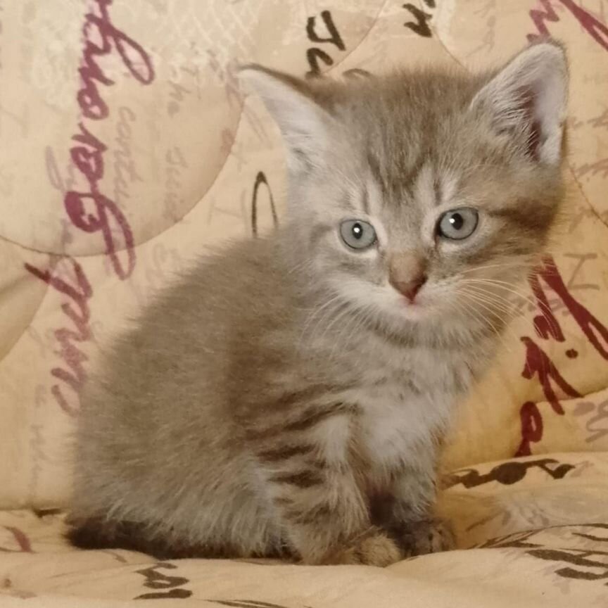 Котенок в добрые руки