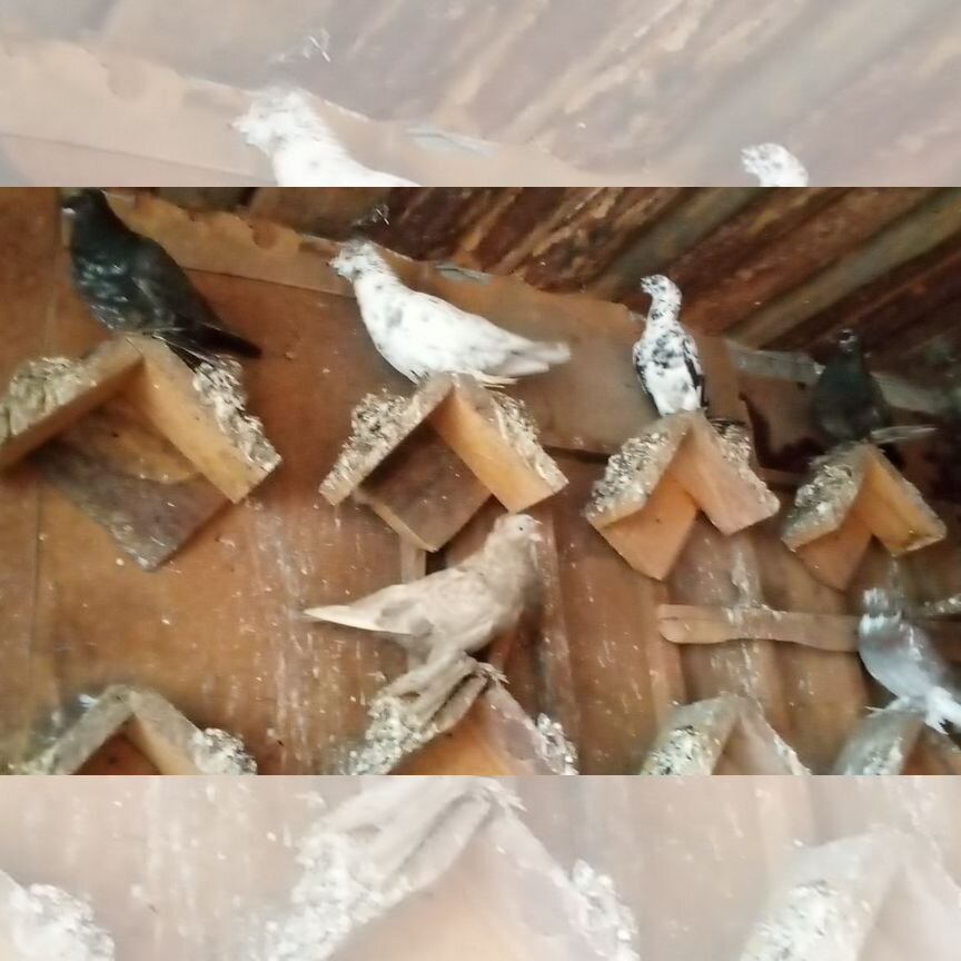 Голуби продам носо и двух чубых