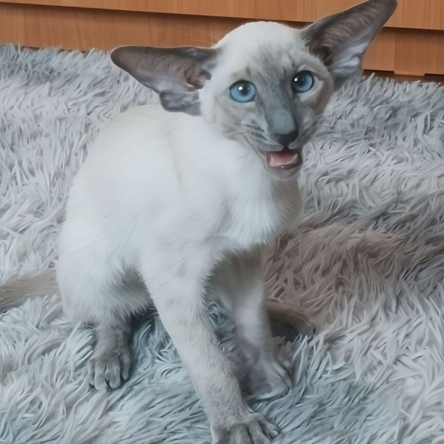 Ориентальный котёнок