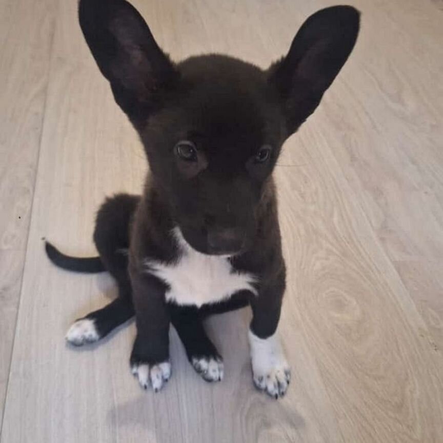 Щенок в добрые руки