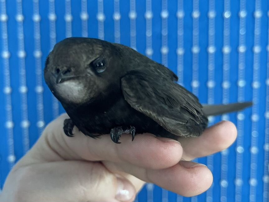 Стриж с вывихом крыла