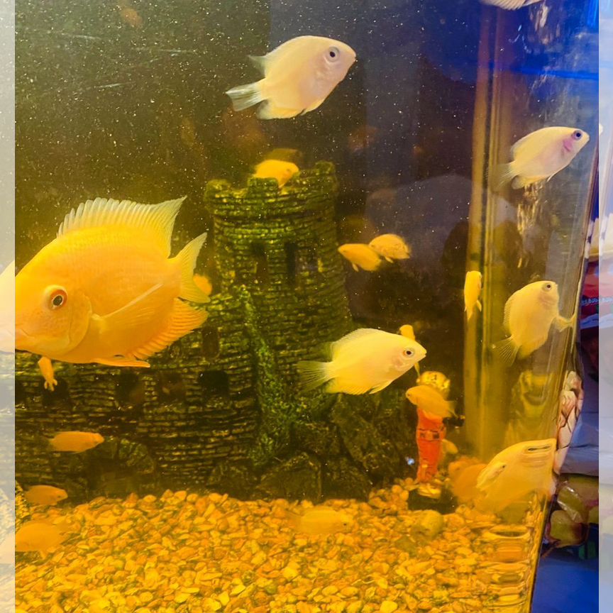 Цихлида северум