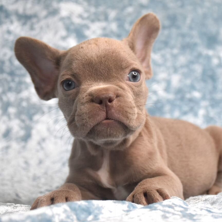 Изабелловая Девочка. Солид