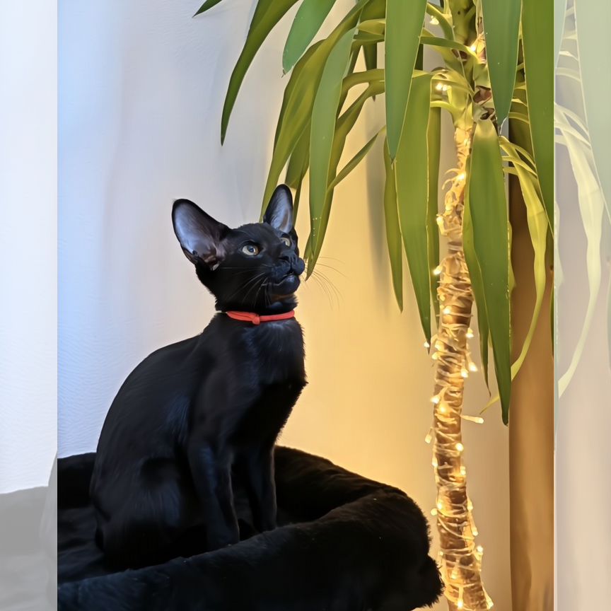 Ориентальный котёнок