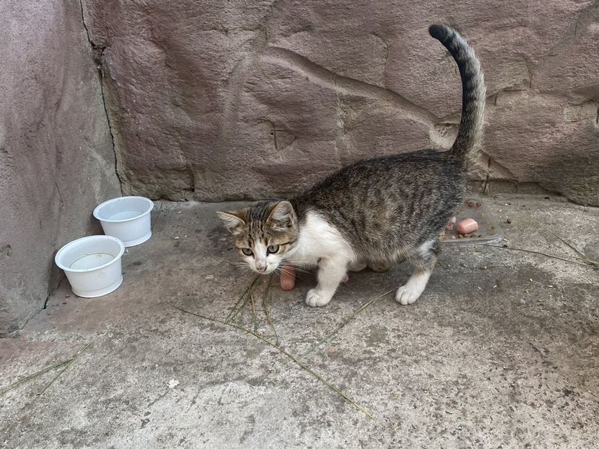 SOSвыкинули кошечку в мусорку