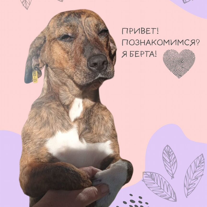 Взрослая собака в добрые руки