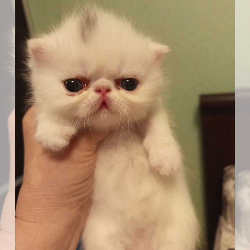 Экзотический короткошёрстный котёнок